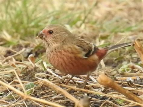 ベニマシコ紅猿子は猿のような鳥美しい赤い羽が魅力 ネイチャーエンジニア いきものブログ