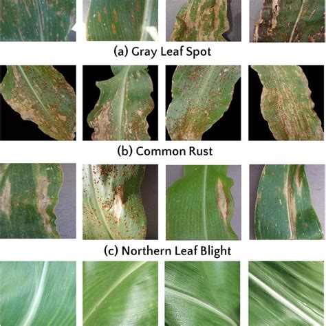 Pdf Maize Leaf Disease Classification Using Convolutional Neural
