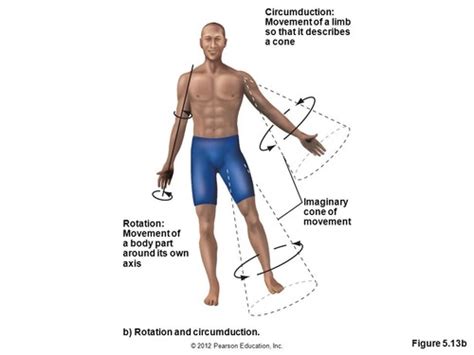 Anaphy Lecture Muscular System Flashcards Quizlet