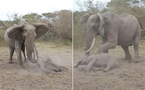에서 마취총 맞고 쓰러진 아기 코끼리가 죽은 줄 오해한 엄마 코끼리의 행동