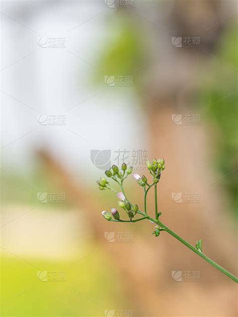 斑点蝶选择性聚焦