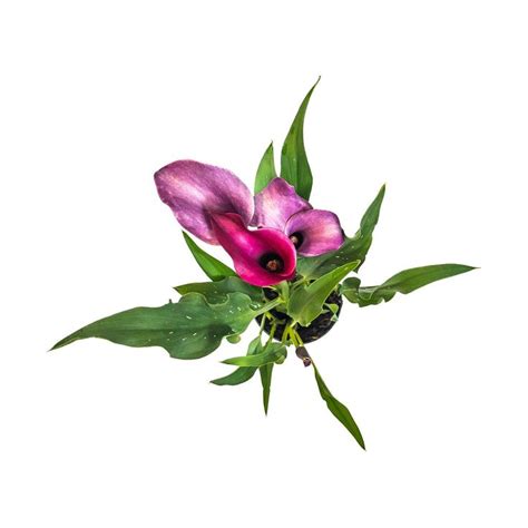 The Ultimate Calla Lily Plant Care Guide Planterina Indoor Plant