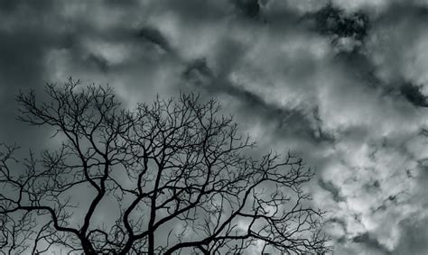 剪影死樹和分支在灰色的天空背景黑樹枝自然紋理背景悲傷死亡孤獨絕望和絕望的藝術背景萬聖節背景 照片檔及更多 乾的 照片 Istock