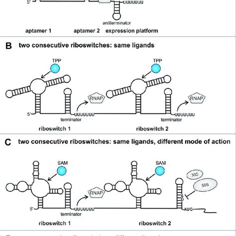 Tandem Riboswitches Occurring In Nature A In The Glycine Gcvt 5 0