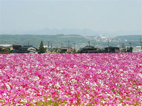 きすみのコスモス畑（小野市来住）コスモスの壁紙写真集 無料写真素材