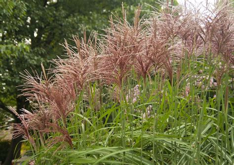 Buy Miscanthus Sinensis Malepartus Architectural Plants