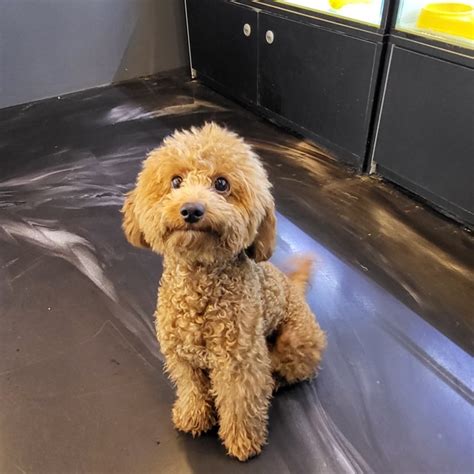 고양이무료분양 포메라니안분양 이탈리안그레이하운드분양가 반려견 스코티시폴드분양 불독 부산강아지분양 폼피츠 미미 강아지무료분양 고양이무료분양 도그마루 보호소 유기견