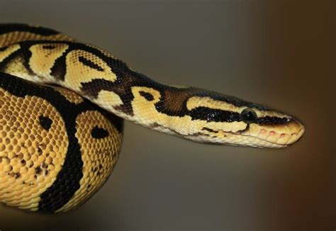 How Big Do Ball Pythons Get Average Weight Growth Chart PangoVet