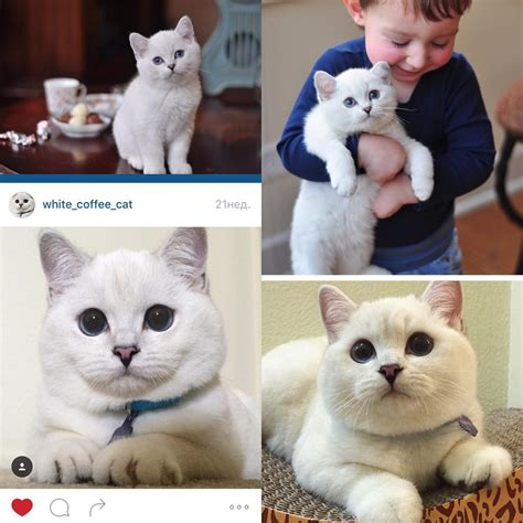 White Coffee Cat Lorettabritish — Catalog — Loretta British Cattery
