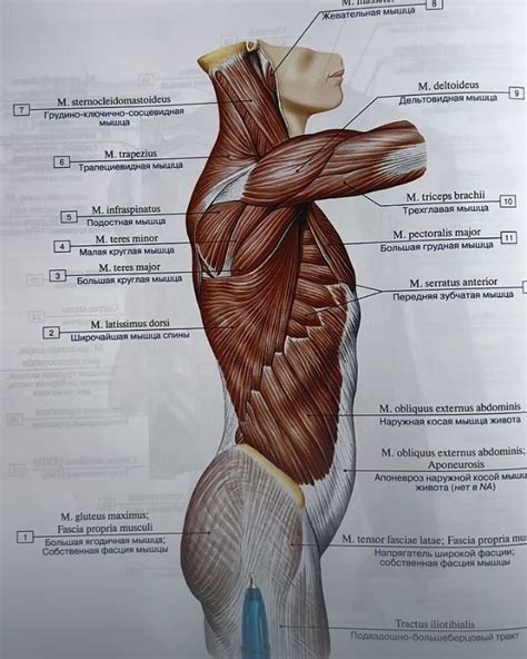 Фитнес Пилатес Онлайн Тренировки Александра Кибзий Плоский живот за одну тренировку такого