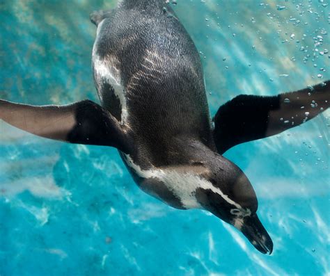 10 Fun Penguin Facts I Love Penguins