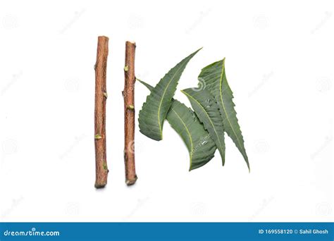Medicinal Neem Leaves And Twigs Isolated On White Background Stock