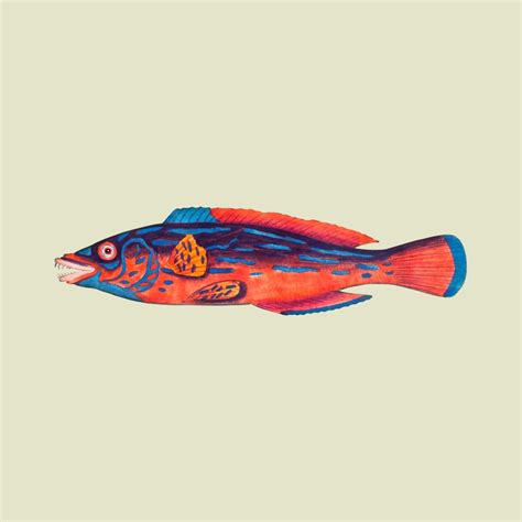 Downloadable Cuckoo Wrasse Images  Png Tofujoe