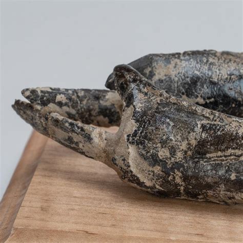 Genuine Arthropod Crustacean Lobster On Wooden Display Lb For Sale At StDibs