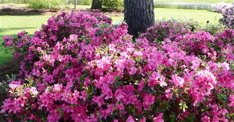 Top 10 Best Uses For Encore Azaleas By Size Encore Azalea