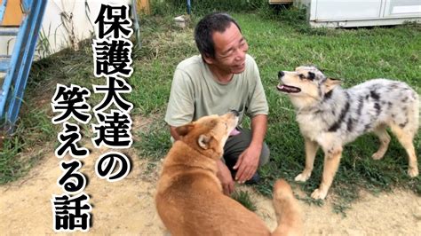 【裏話】保護犬達の可愛い素顔で盛り上がる Youtube