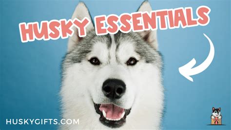 8 Common Husky Skin Problems Issues And Conditions
