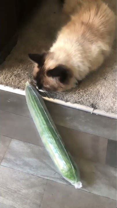 When Your Cat Sees Cucumber Youtube