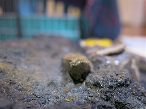 Smilodon Fatalis Saber Tip And Bones Mckittrick Tar Pits Fossil Id