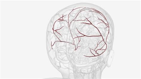 Meningeal Pictures Freepik