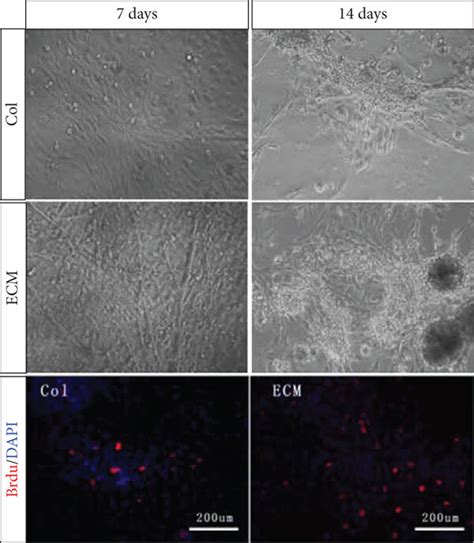 Evaluation Of Ecm On The Badsc Proliferation And Differentiation B