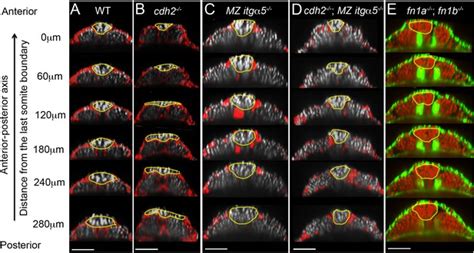 Figures And Data In Fibronectin Is A Smart Adhesive That Both