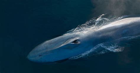 Foto De La Película Las Guardianas Del Planeta Foto 4 Por Un Total De