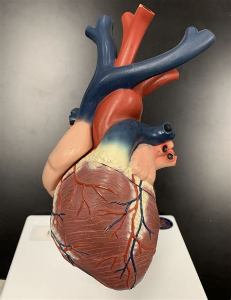 Anterior Heart Model Diagram Quizlet