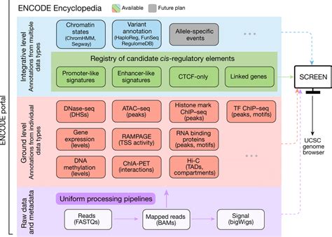 Overview Of The Encode Encyclopedia With A Registry Of Candidate Download Scientific Diagram