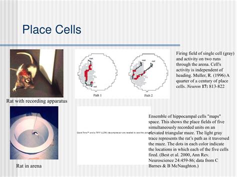 PPT Spatial Cognition PowerPoint Presentation Free Download ID