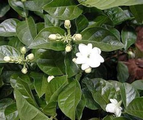 Fragrant Flowers Of Hawaii Owlcation