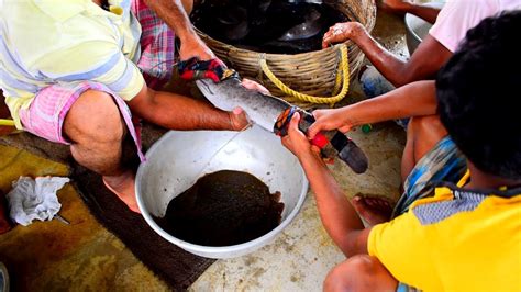 Hybride Magur Fish Breeding System In Hatchery Catfish Egg Breeding