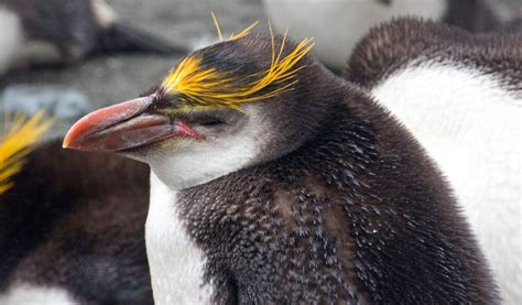 Magellanic Penguin Facts Diet And Habitat Information