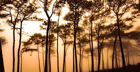 가벼운 경치 경치가 좋은 고요한 고요함 골든 아워 공원 광야 그림자 나무 나무가 우거진 지역 남서부 아프리카 남아프리카공화국 대기의 미묘한 삼림