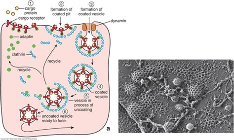 Cellular Organelles Components Of Cells And Biological Buffers