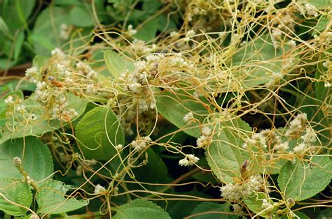 Parasite Of The Day Cuscuta Chinensis