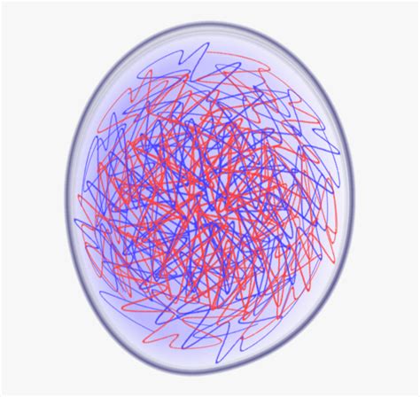 Nucleus Mitosis Eukaryotic Cell Division Interphase Hd Png