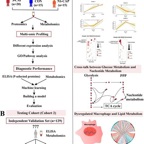Dysregulated Lipid Metabolism In Cap A Heatmap Showing Expression
