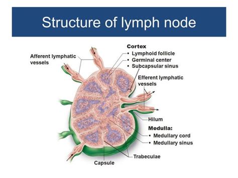 Non Neoplastic Lesions Of Lymph Node Ppt
