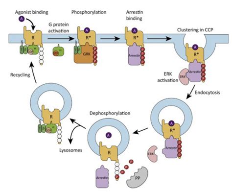 Lecture 24 Controlling Cell Signalling Flashcards Quizlet