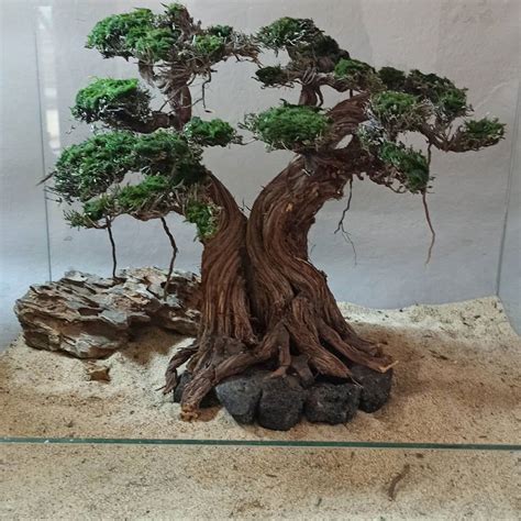 Aquarium Bonsai Driftwood Moss Tree Bonsai Moss Tree Etsy