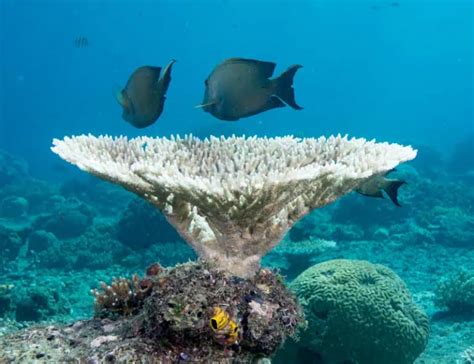 Types Of Coral Description Distribution And Fun Facts