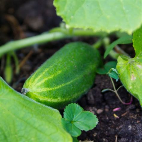 Cucumbers How To Grow In Australia Growing Cucumbers When To Plant Cucumbers Cucumber Plant
