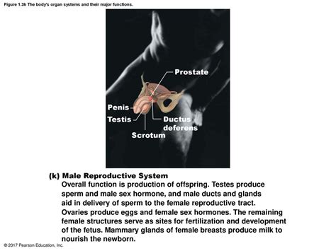 © 2017 Pearson Education Inc Ppt Download