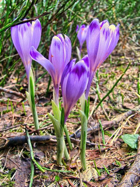 Crocus Flowers Spring Free Photo On Pixabay Pixabay