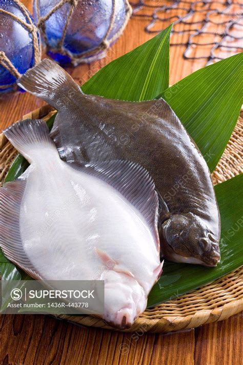 Marbled Flounder Superstock