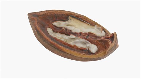 3d Model Pecan Nut Shell Open Collection Turbosquid 2307447