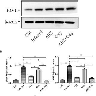 Protein levels of p NF κB MMP 9 COX 2 and HO 1 in the brain of mice