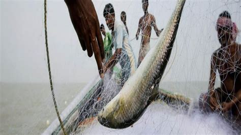 Hilsa ঝাঁকে ঝাঁকে জালে উঠছে ইলিশ বৃষ্টি নামতেই জেলেদের মুখে রুপোলি