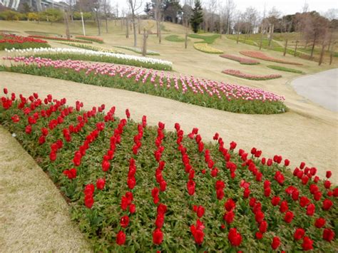 チューリップの開花状況（2024328時点） 淡路島 国営明石海峡公園